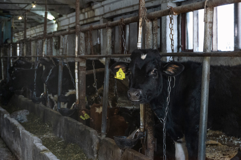 Anastasiya Buraya - Russian farm | LensCulture
