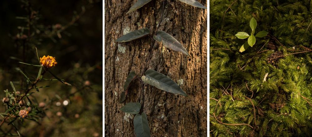 Ross Duncan - A bush idyll | LensCulture