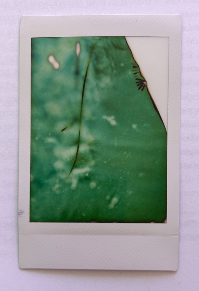 Serinah Williams - Truth | LensCulture