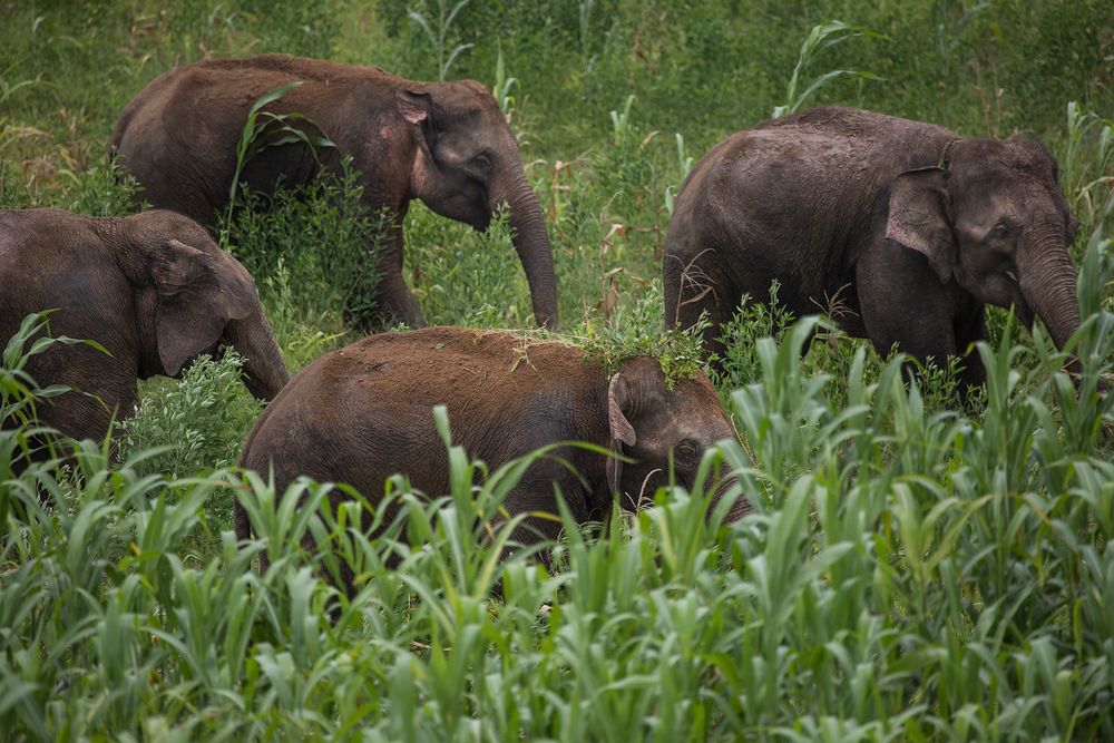 Ko Myo - Myanmar Elephants | LensCulture