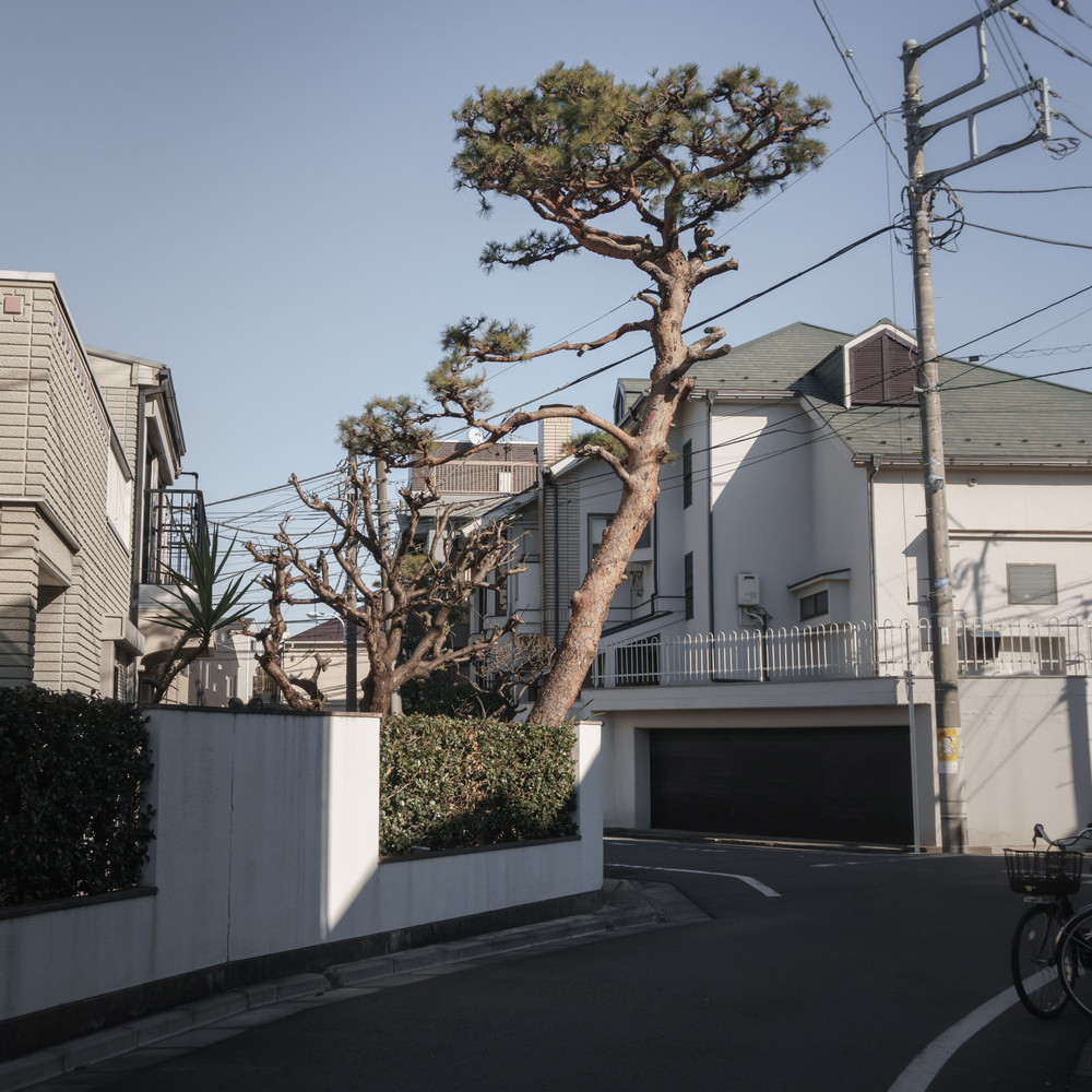 A Record of Tokyo trees - LensCulture