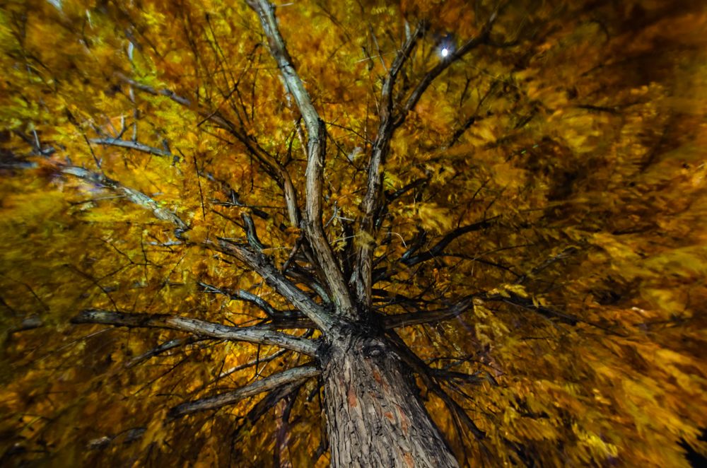 Ron S Levy - Pareidolia: Alien-Looking Tree Study (from Vibrant Night ...