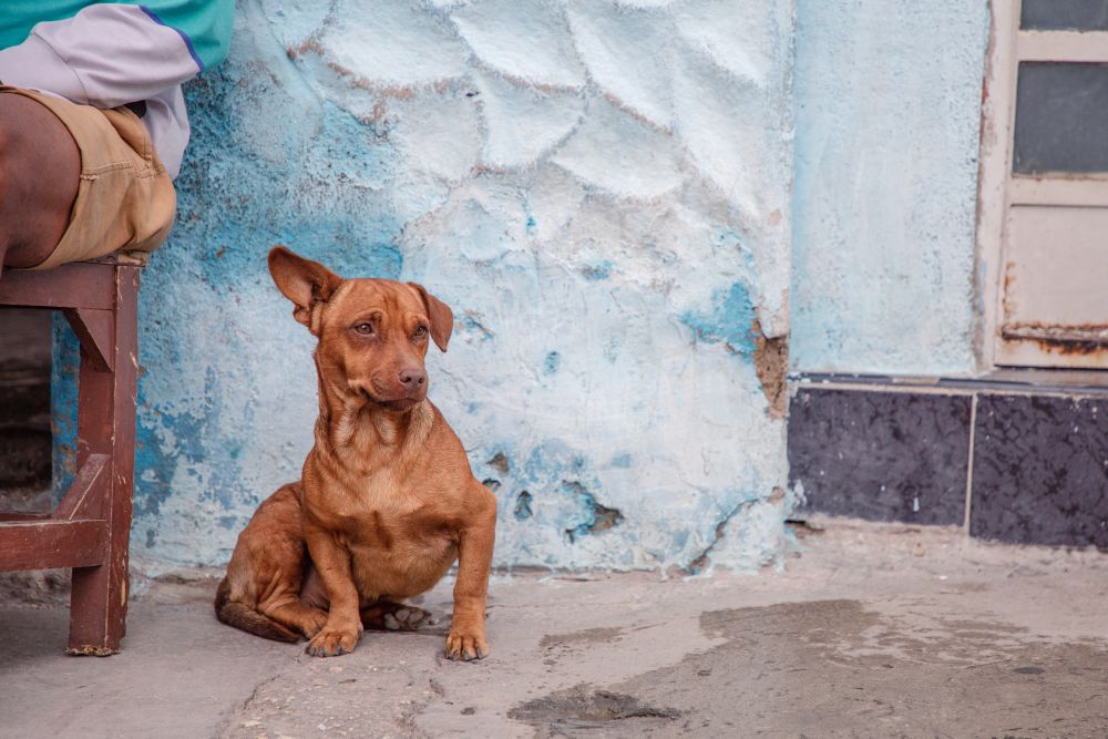 Heather Mattera - Dogs of Cuba | LensCulture