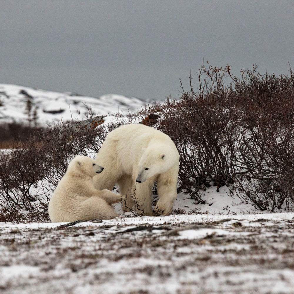 viviana rasulo - THE BEARS | LensCulture