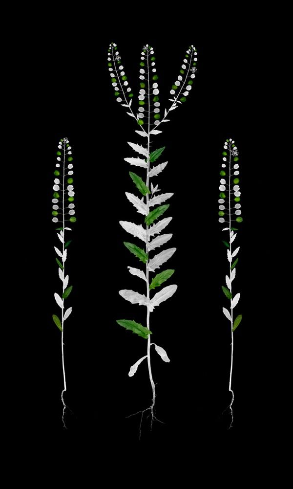 Jim Fike - Portfolio Category - LCEA 2013 | LensCulture