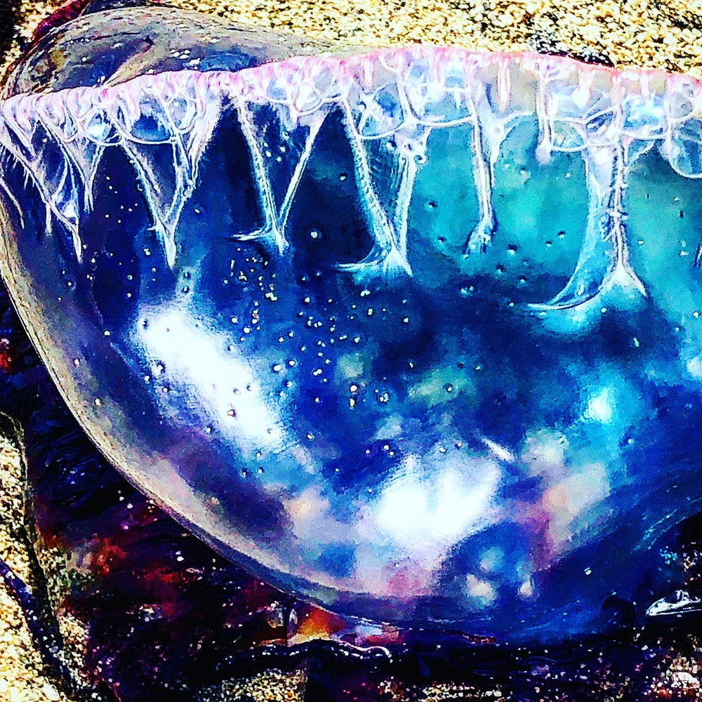 Stephanie Bing - MIAMI MEDUSA BLUE | LensCulture