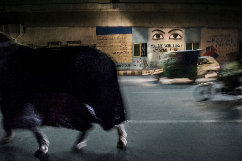 Aun Raza - For the Love of Lahore - Stray Hope & Antidotes | LensCulture