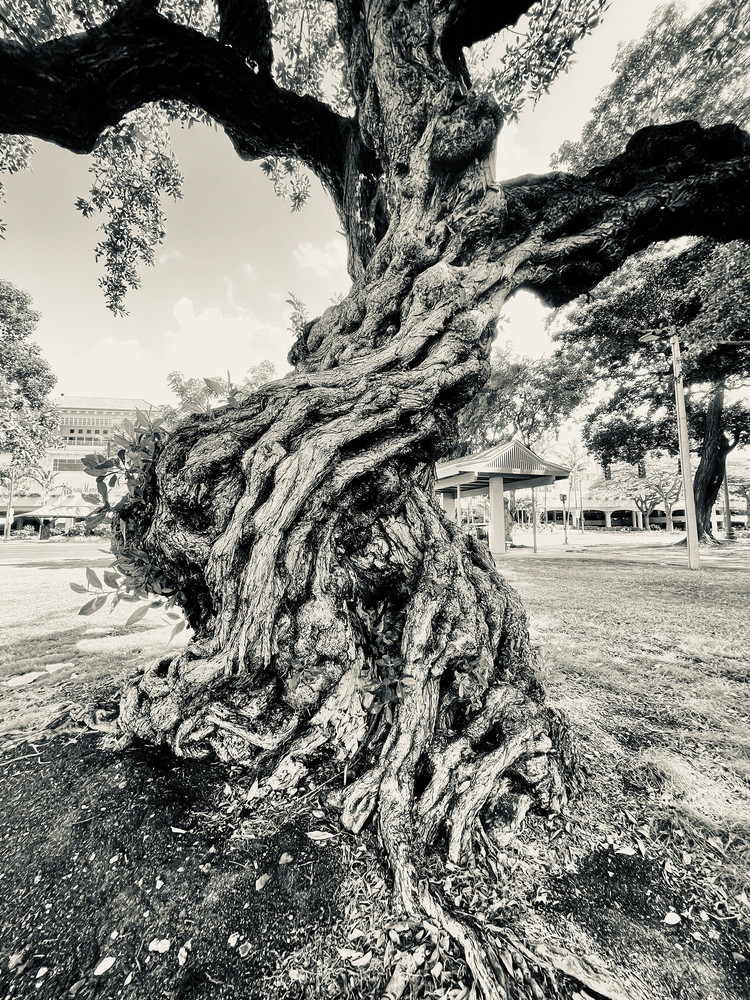 Luke Duggan - Twisted Trees of Ala Moana | LensCulture