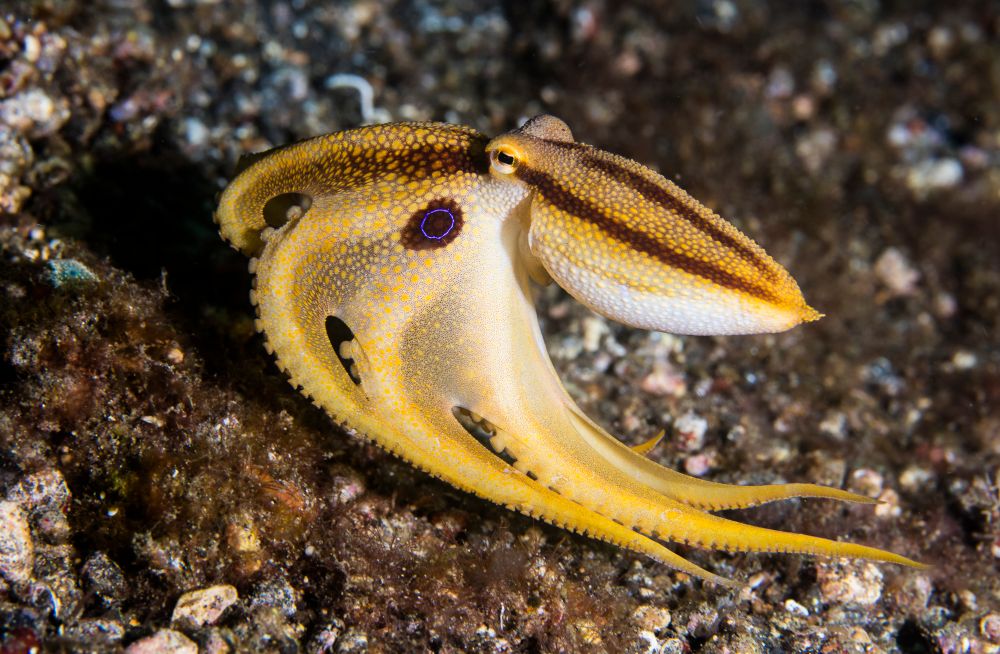 Theresa Guise - The many faces of the octopus | LensCulture