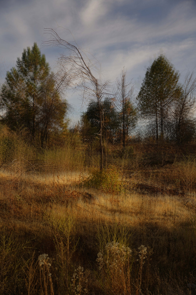 Stephen Braun - American Tree Portraits 2021 | LensCulture