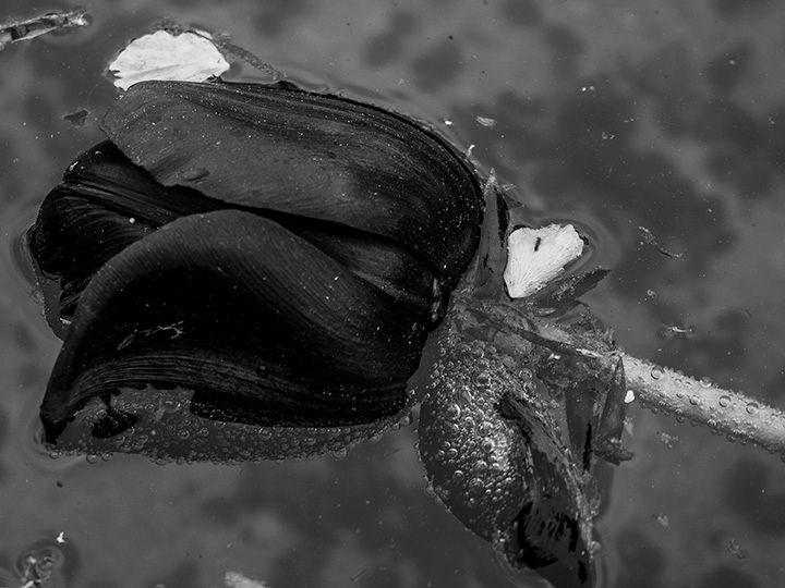 Elizabeth Salerno - Submission | LensCulture