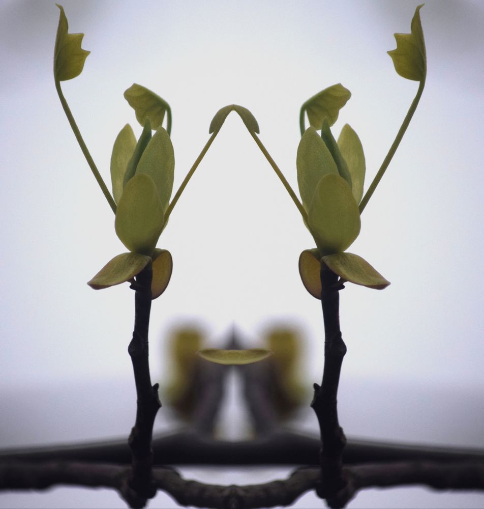 Ashley Davidoff - Double Exposure | LensCulture