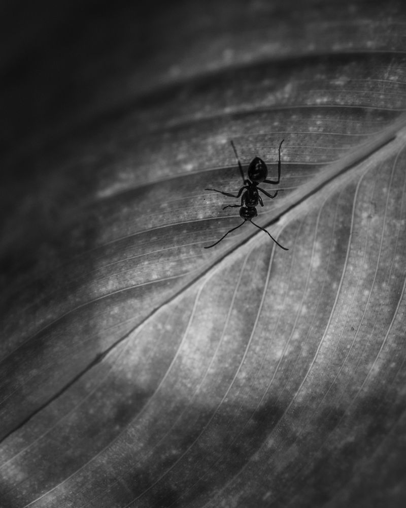 Sajeesh Radhakrishnan - Nature without colors | LensCulture