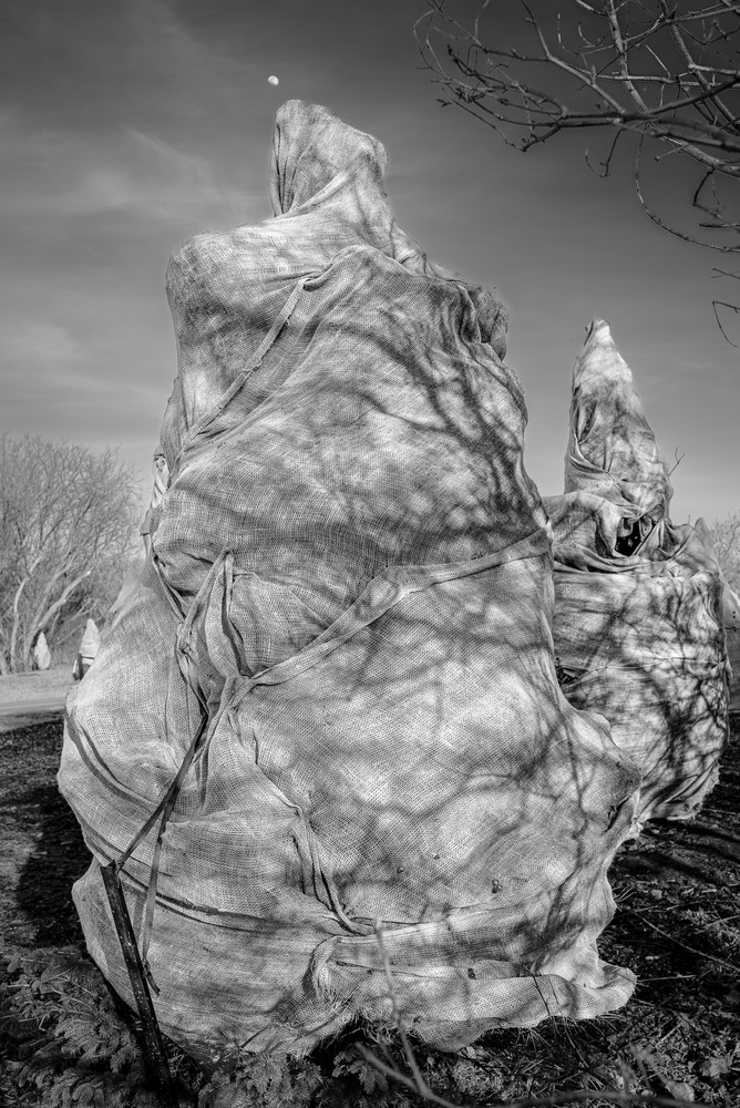 Chantal Fortier - Wandering Trees | LensCulture
