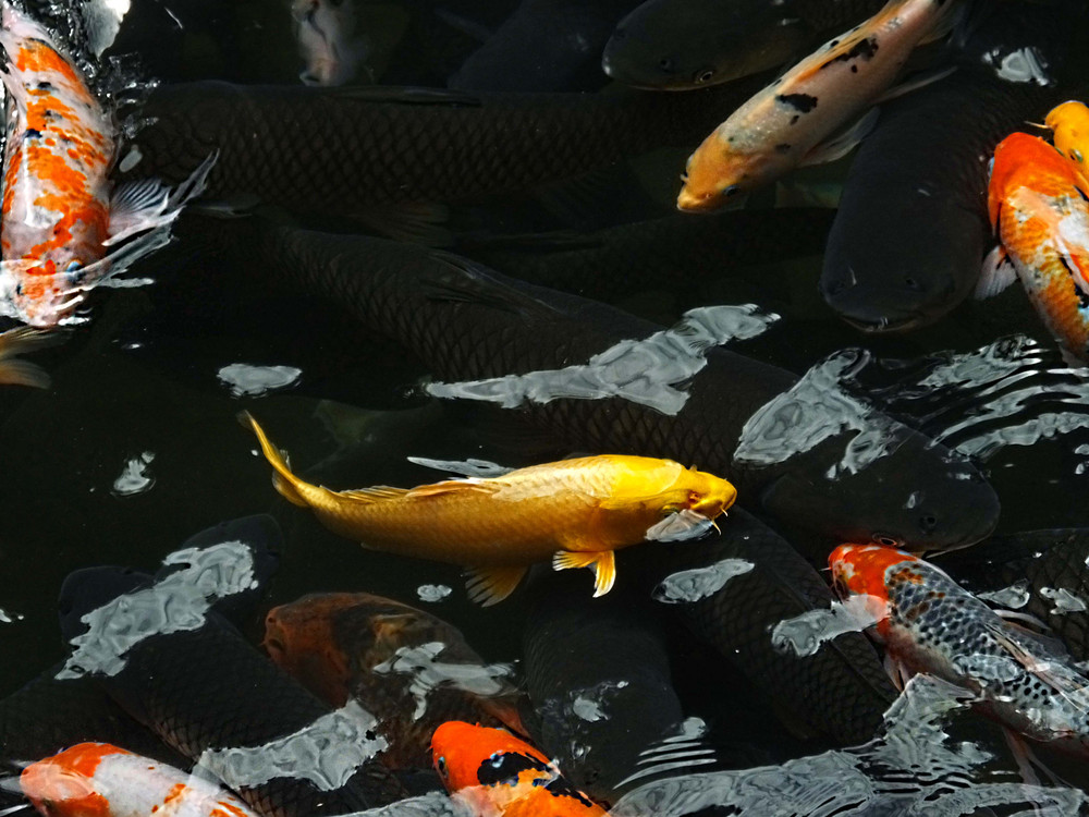 Avner Tabib - Fish pond in China. | LensCulture