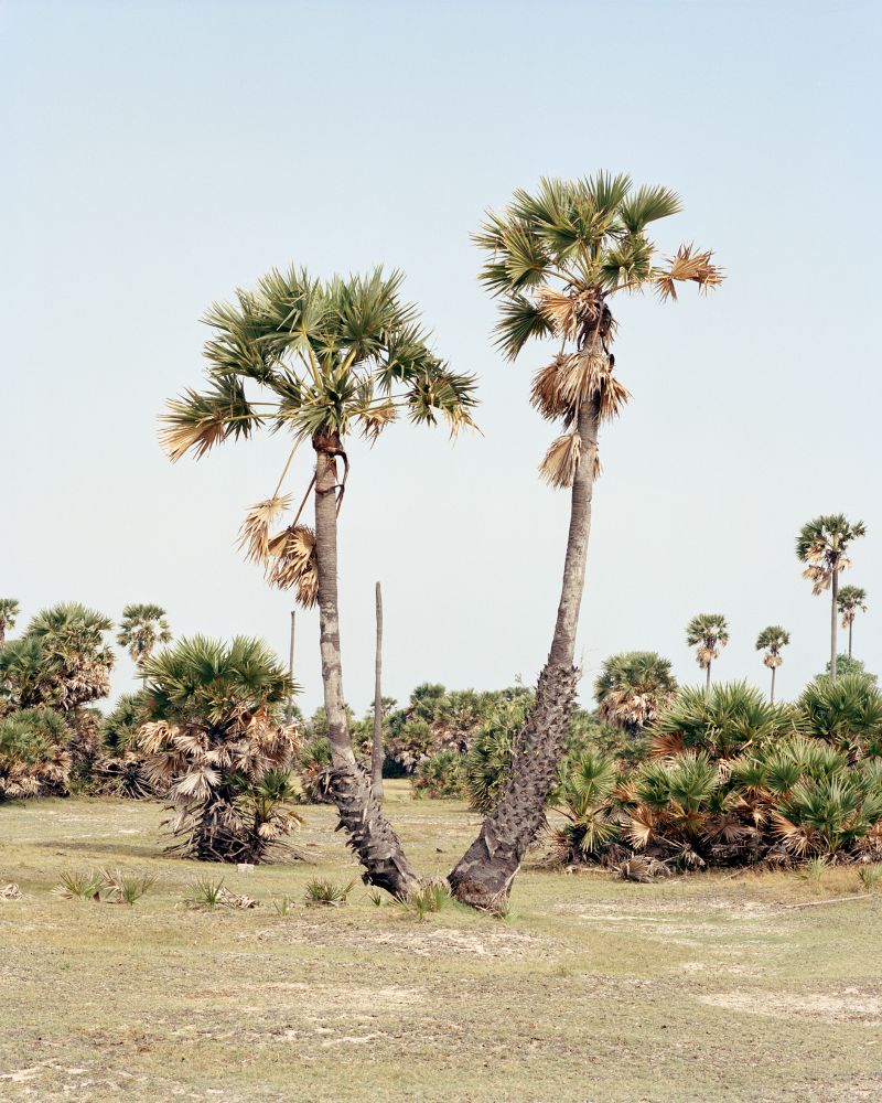 UNDER THE PALMYRA TREE: Sri Lanka's scarred Tamil community - LensCulture