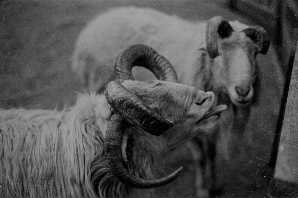 Saruul Batsaikhan - Mongolia | LensCulture