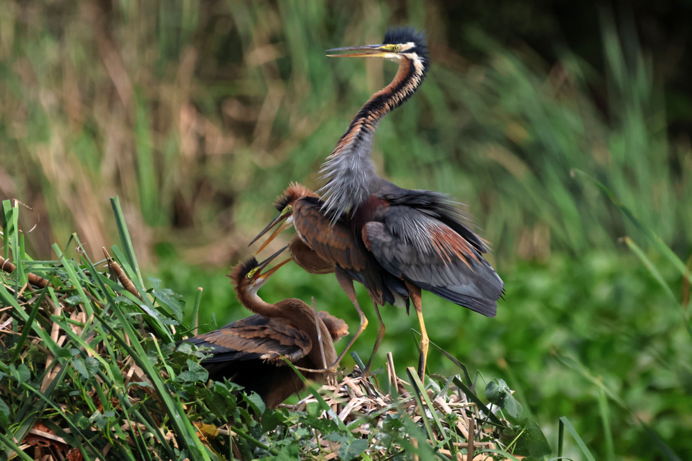 Well protected - LensCulture
