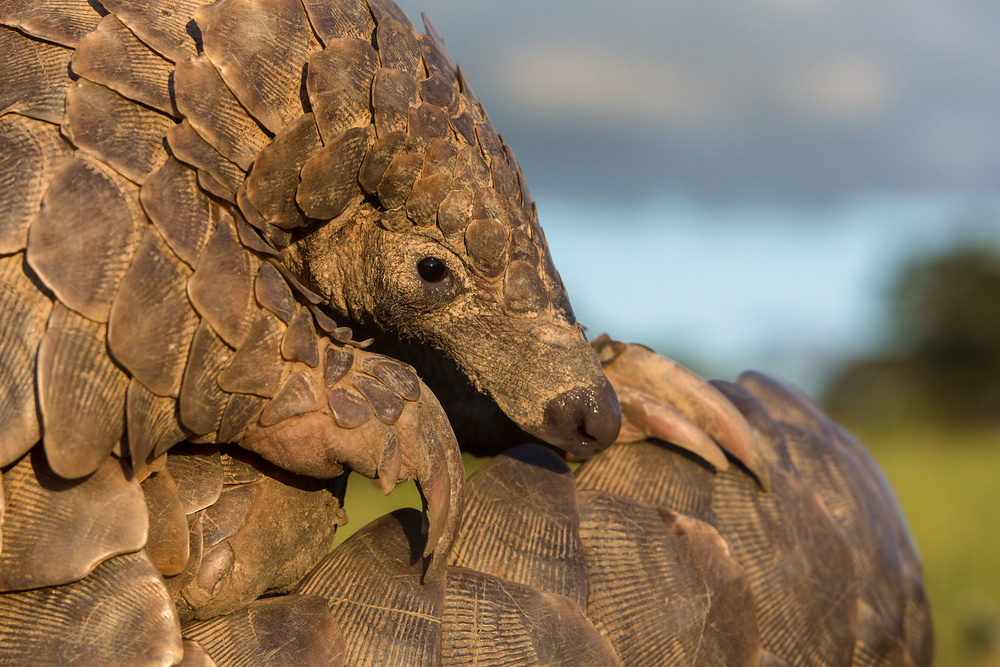 Cedric Jacquet - Pangolin : hardly known, yet the most poached mammal ...