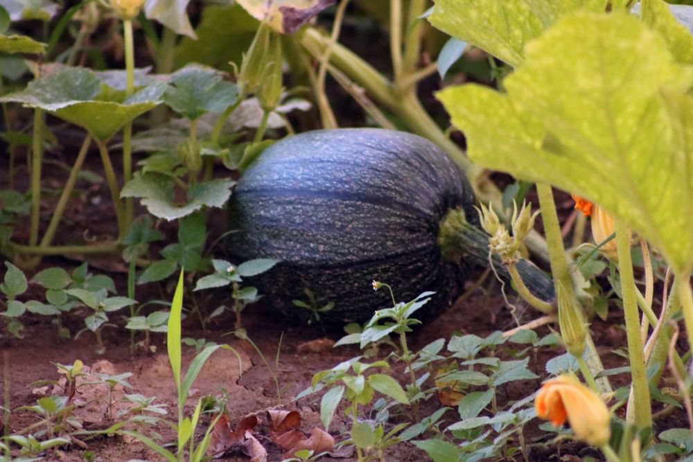 Jon Fenn - Day at the farm | LensCulture