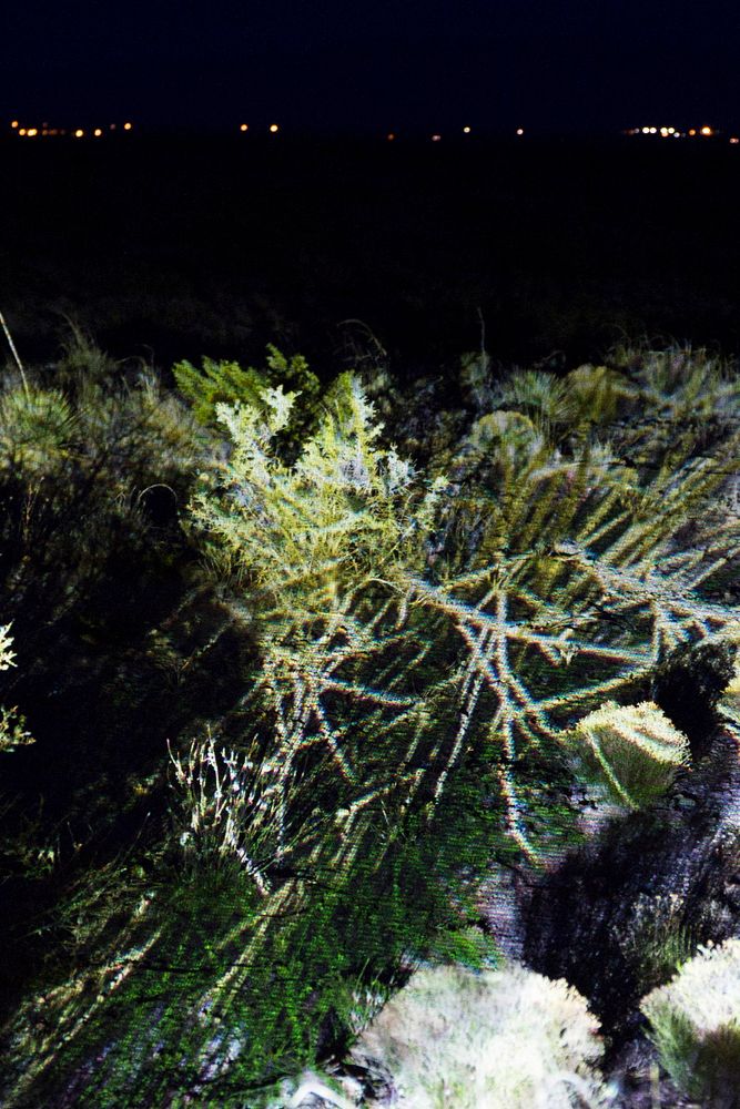 Sarah Rose - The Normalization of Simulated Nature | LensCulture