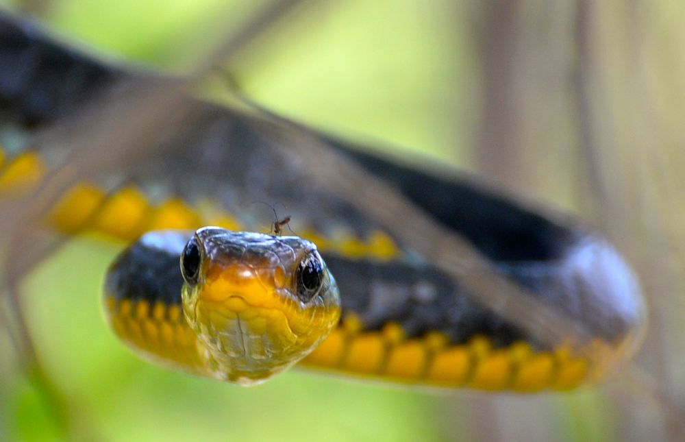 Chris Guichard - Look at me pleaaaaase - Les animaux nous regardent ...