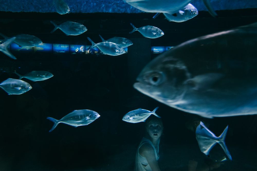 Human aquarium - LensCulture