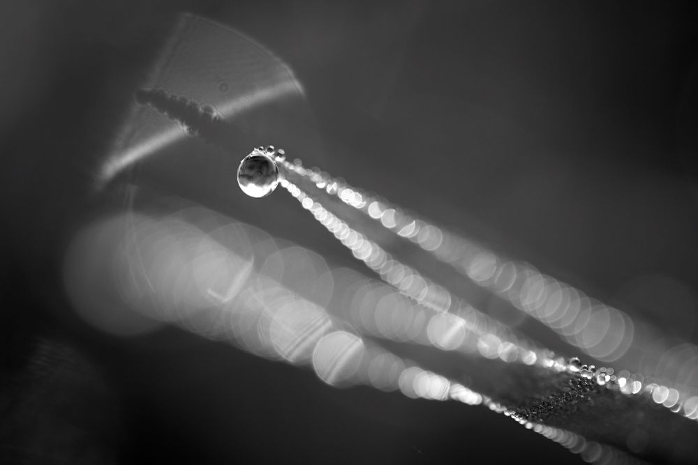 Alan Lemire - Water Drops in the Morning | LensCulture