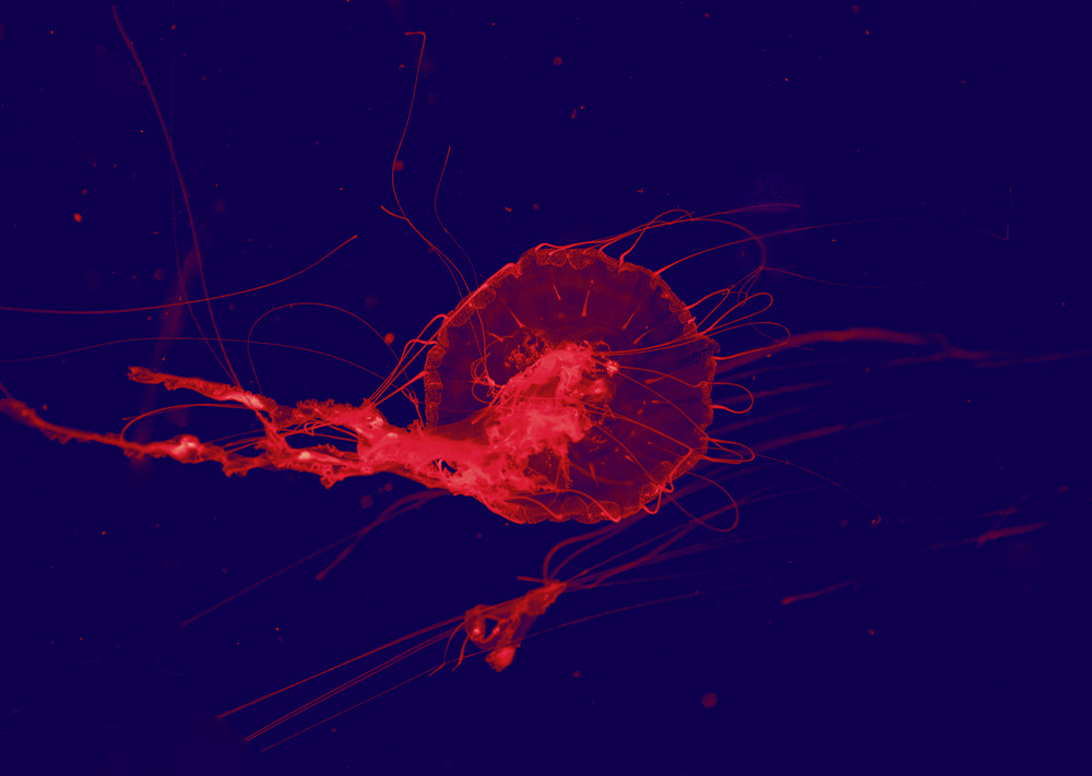 Svitlana Moiseienko - Alien Guest | LensCulture