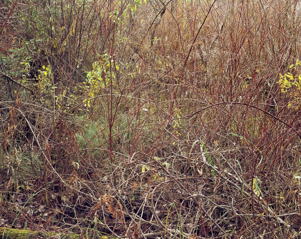 David Ricci - Thicket | LensCulture