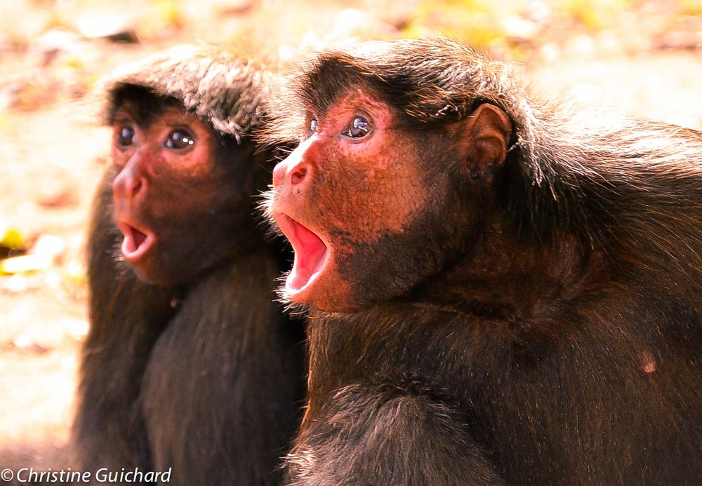 Chris Guichard - Look at me pleaaaaase - Les animaux nous regardent ...