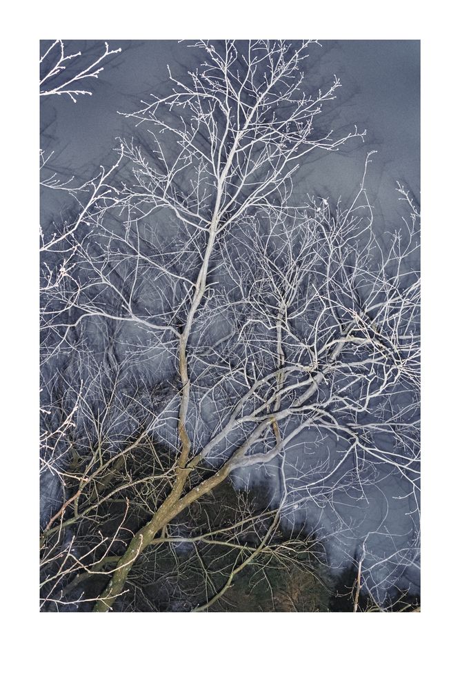 Markus Hermann - In the Woods | LensCulture