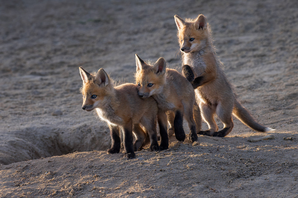 Bruce Finocchio - Red Foxes Along Coyote Creek | LensCulture