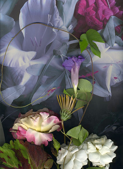 Jan Riley - Floribunda | LensCulture