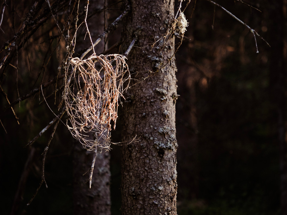 Petter Rustad - Forest of the Finns | LensCulture