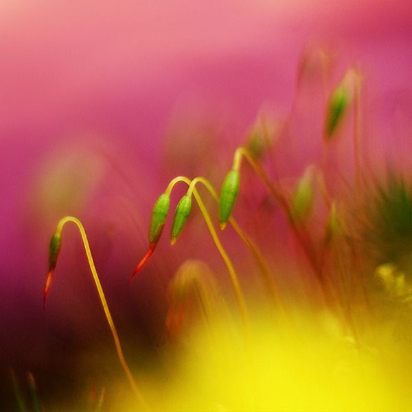 Mylene Bressan - Muscinale | LensCulture