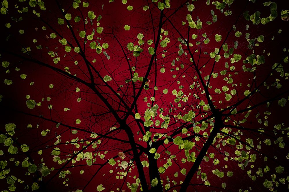 Simona Bonanno - Hamadryádes | LensCulture