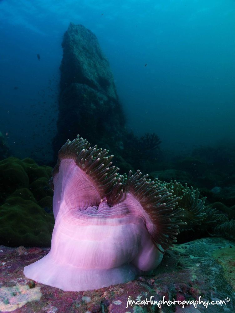 Jim Catlin - Underwater shots | LensCulture