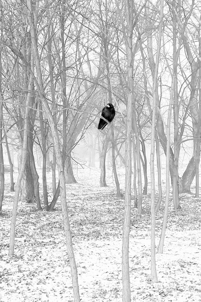 Péter Rácz - Untitled | LensCulture