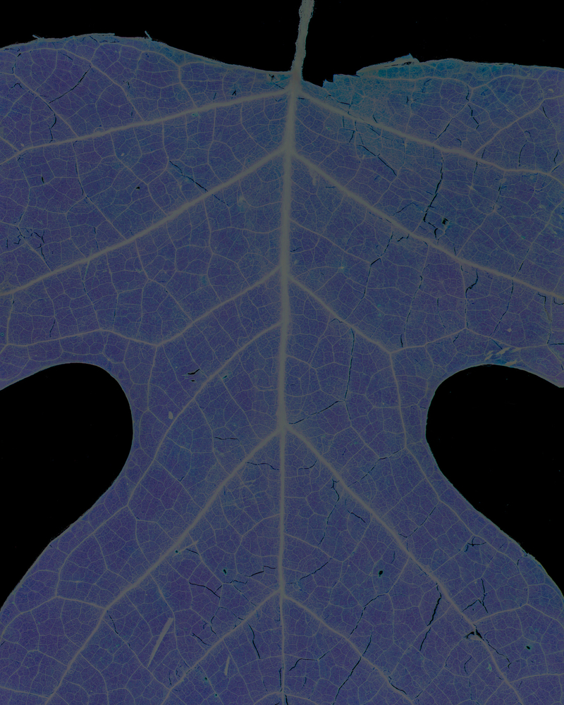 Gregory Spaid - Leaf Cutting Series | LensCulture