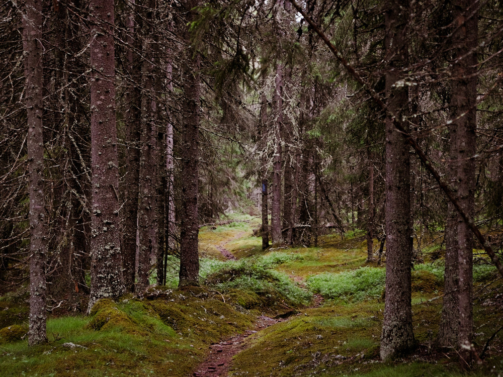Petter Rustad - Forest of the Finns | LensCulture