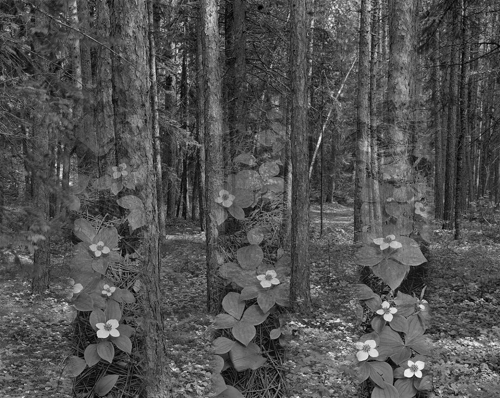 Karen Strom - Assembled Images | LensCulture