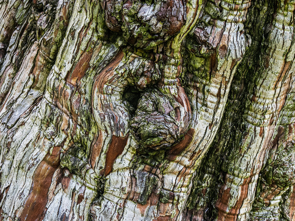 Marc Goldring - Trees: Skin Deep | LensCulture