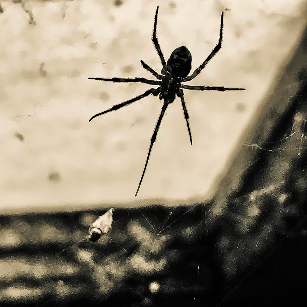 Frank Schramm - Garage Spider | LensCulture