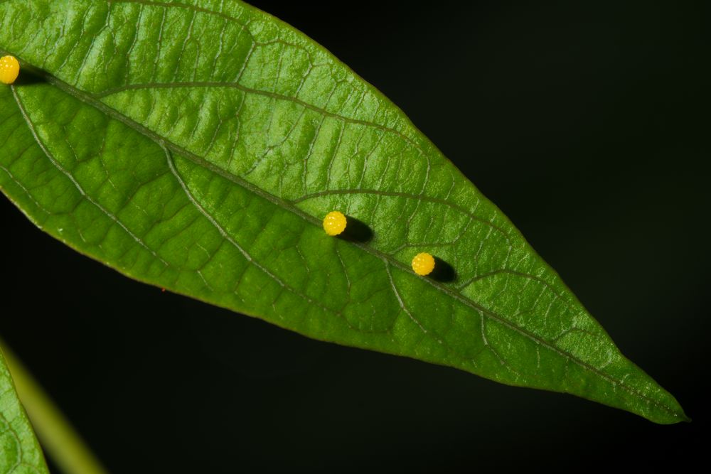 Jonathan Orenstein - Survival with Cyanide | LensCulture