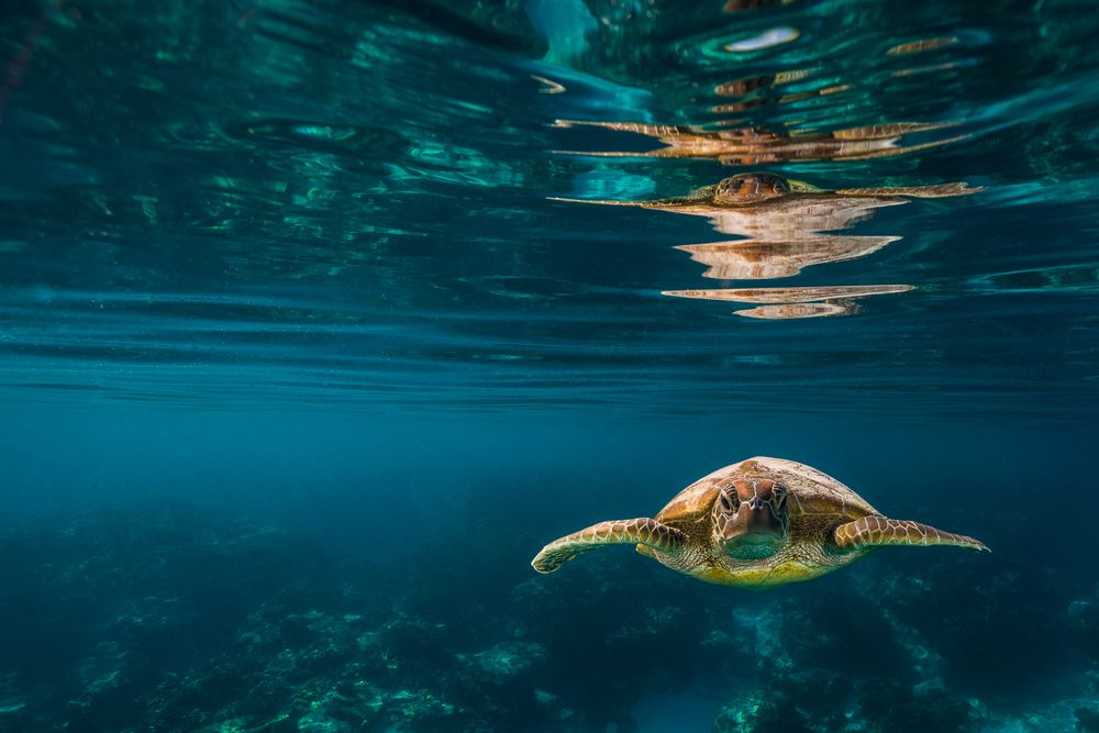 Justin Bruhn - Amazing Oceans | LensCulture