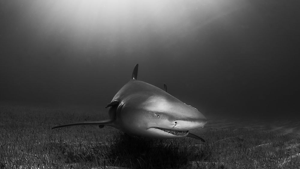 Julio Sanjuan - Underwater Shadows | LensCulture