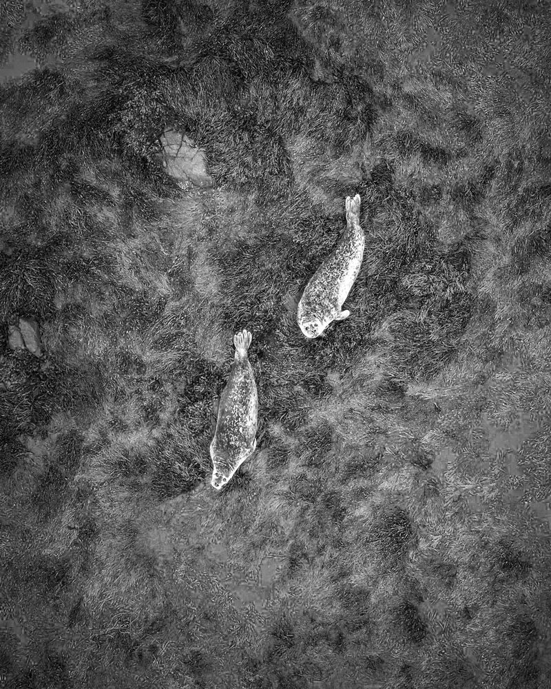 Jon Cleave - Black Sheep | LensCulture