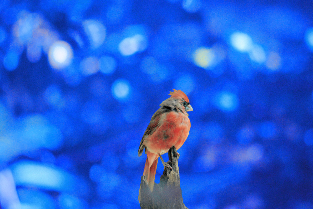 Red on Blue - LensCulture