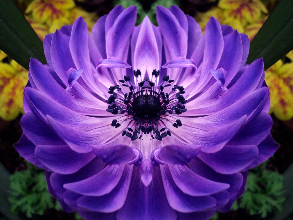 Daniel Teafoe - FLORALS - THE SERENITY THROUGH SYMMETRY PROJECT ...